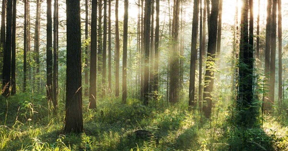 Now Casting ‘Virgin Forest’ and Other Upcoming Auditions