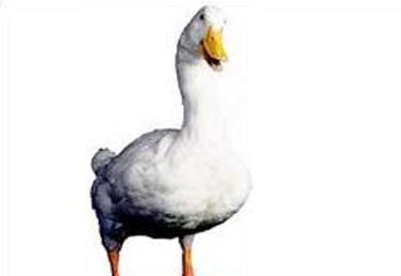 Aflac Duck Finds His New Voice