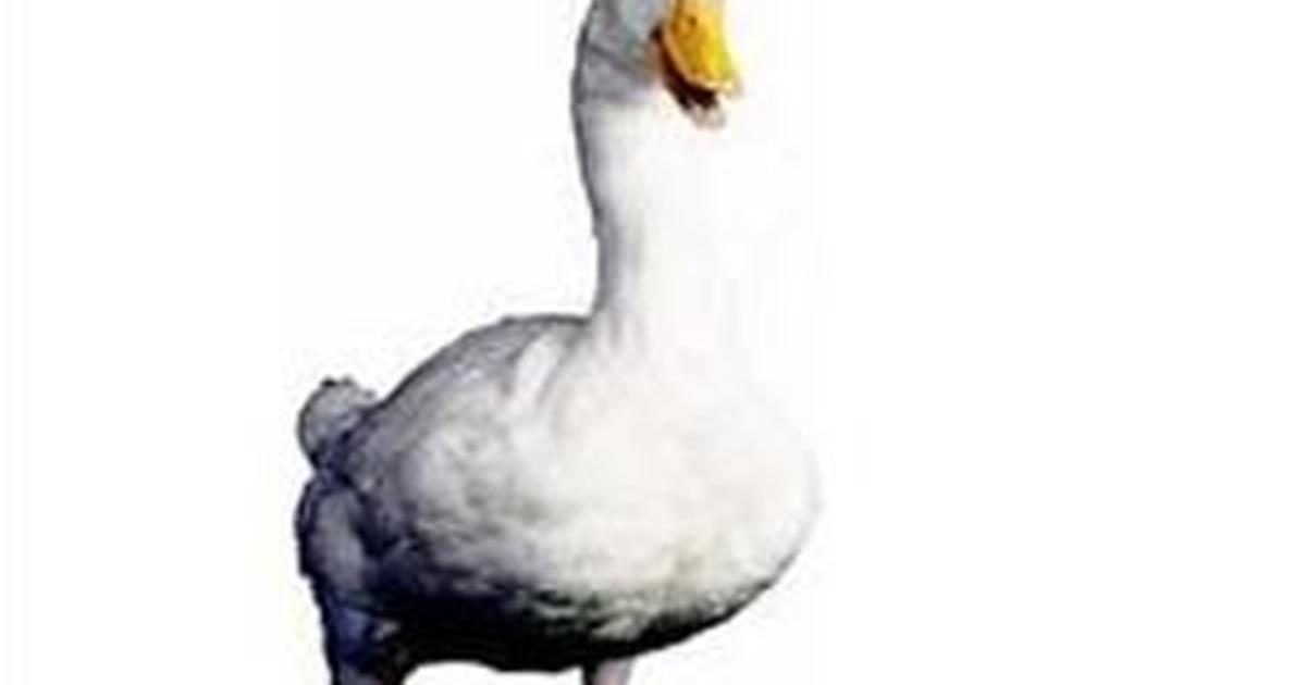 Aflac Duck Finds His New Voice